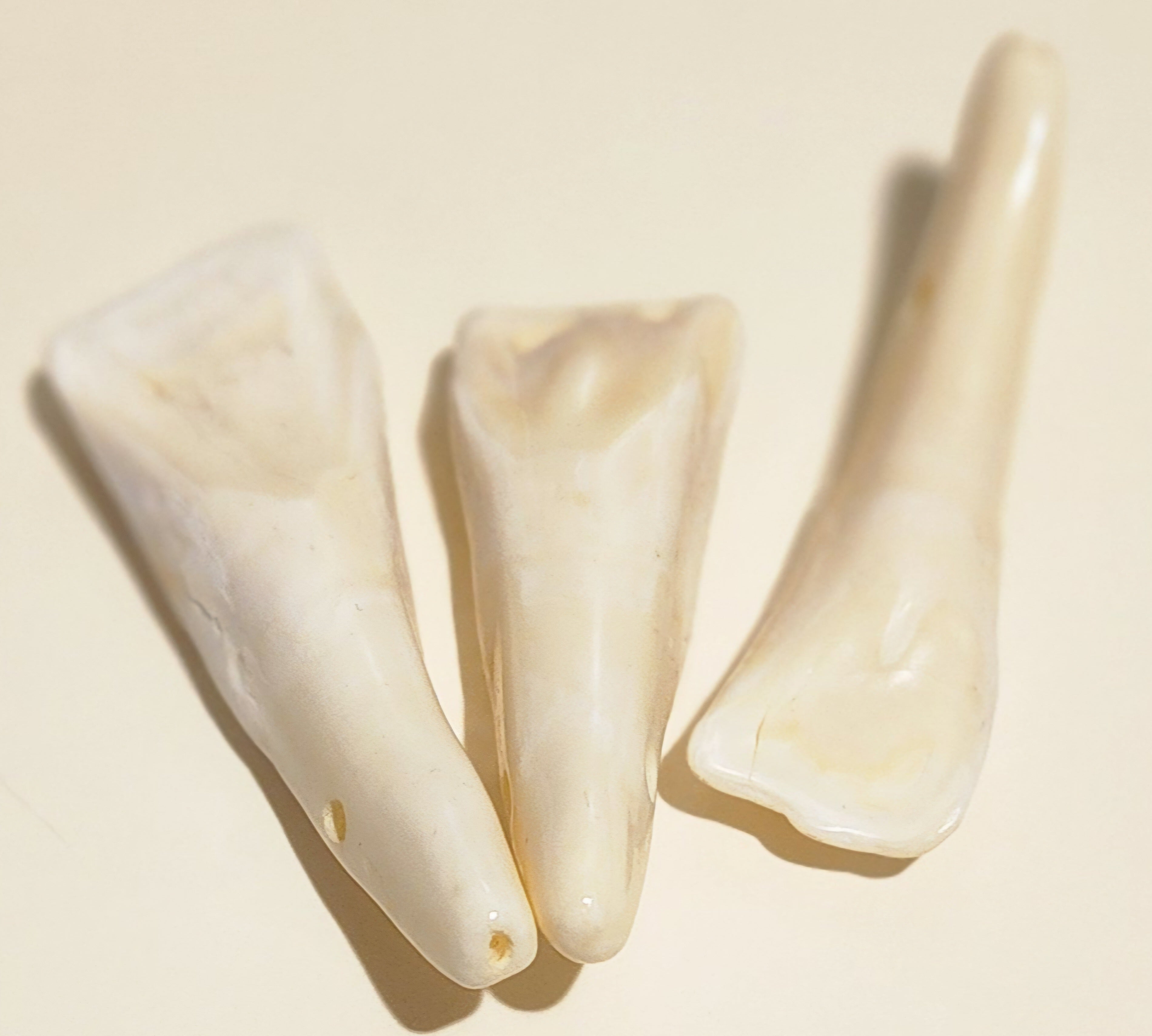 Water Buffalo Tooth | The Voodoo Shop