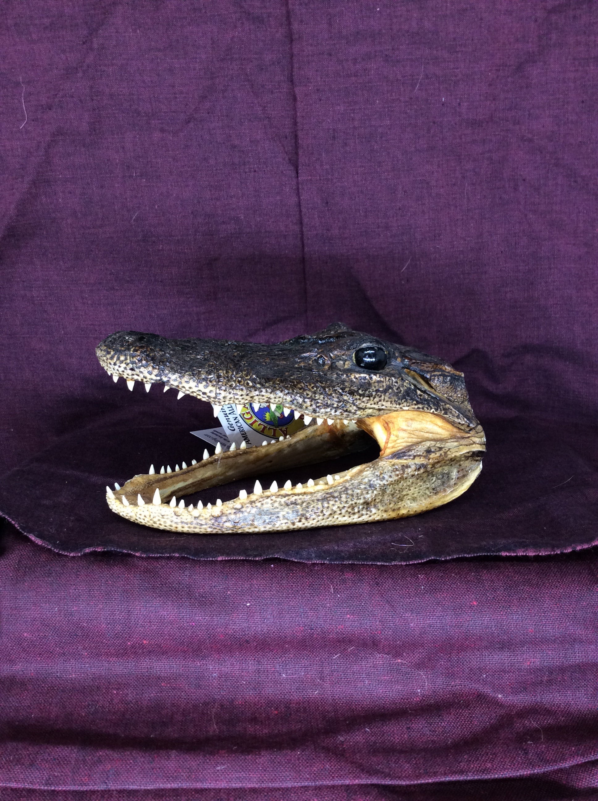 Gator Head- Small | The Voodoo Shop