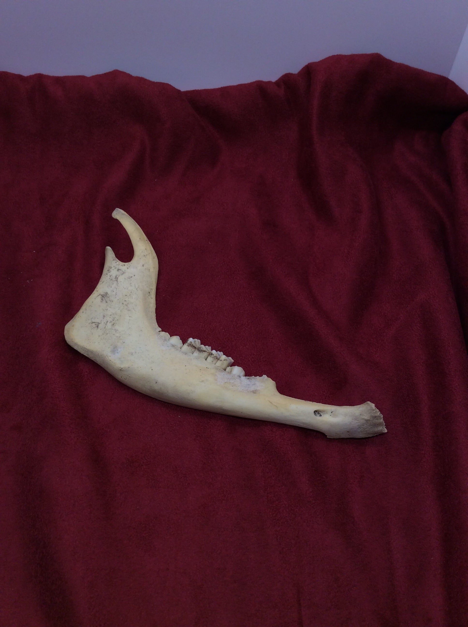 Deer Jaw Bone* | Mama Mo's Voodoo Shop 920 N Maple St. Bloomington IN ...